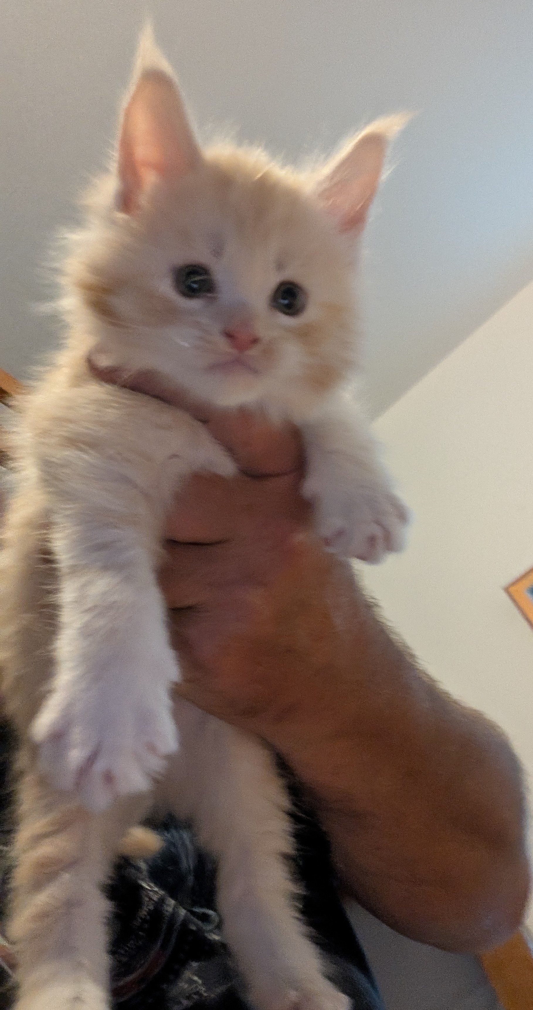 PORTEES DE CHATONS/ADOPTER/RESERVER/PROCEDURES/PRIX